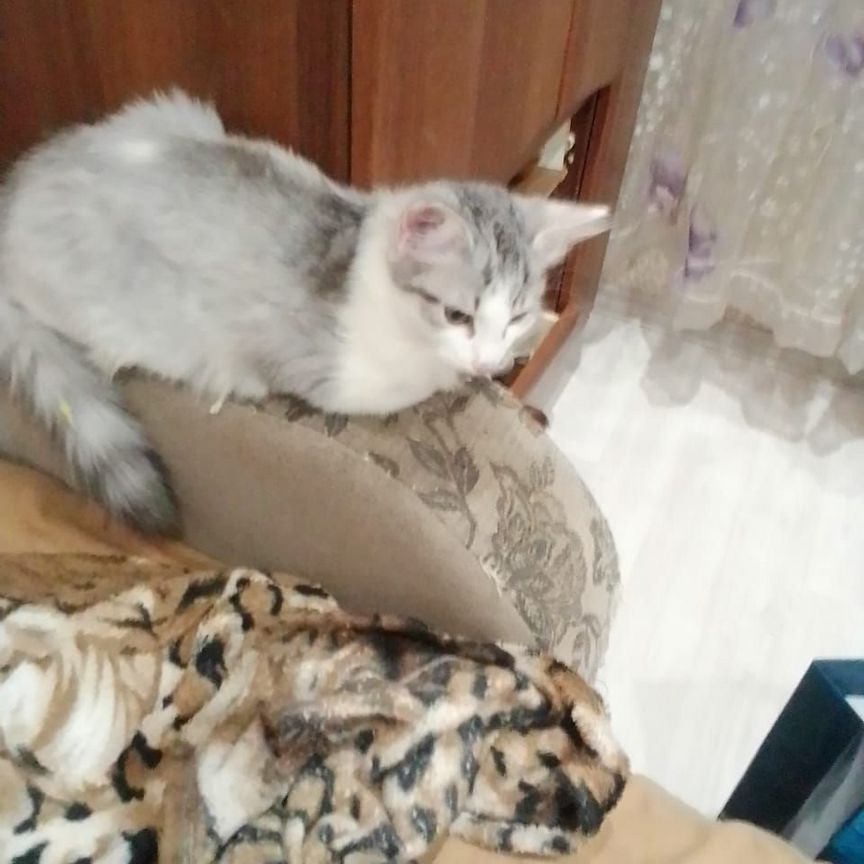 Хороший игривый котик ищет дом