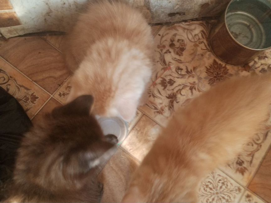 Три котенка ждут хозяев. Игривые, едят из миски