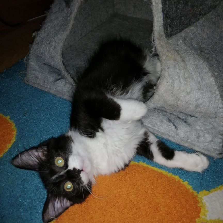 Отдам в добрые руки котёнка бобтейла