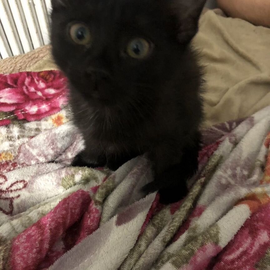 Отдаю двух прекрасных мальчишек