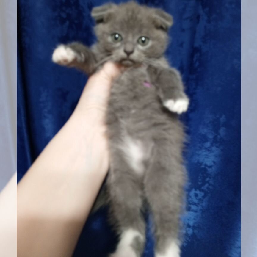 Шотландский вислоухий короткошёрстный котёнок