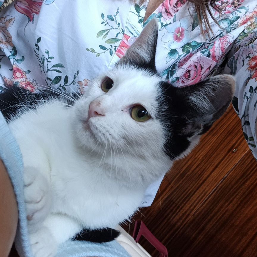 Малыш мечтает стать домашним