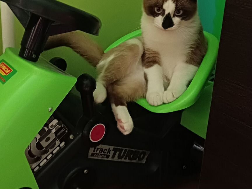 Отдам кота в добрые руки