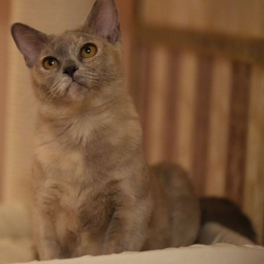 Бурманская кошка