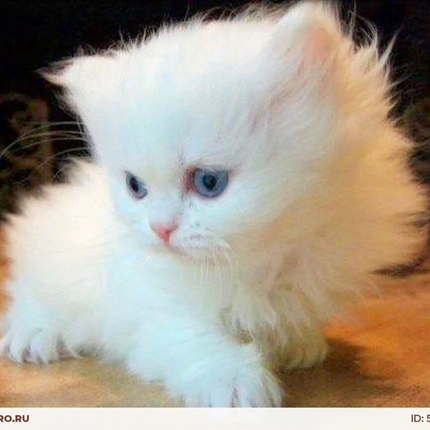 Турецкая ангора