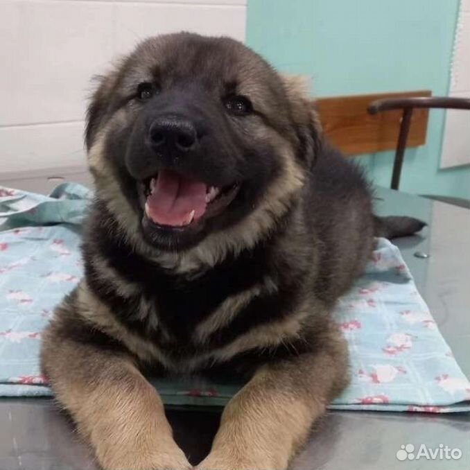 Чудесный щенок(девочка) ищет свою семью