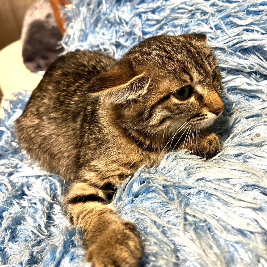 Отдам котенка мальчика