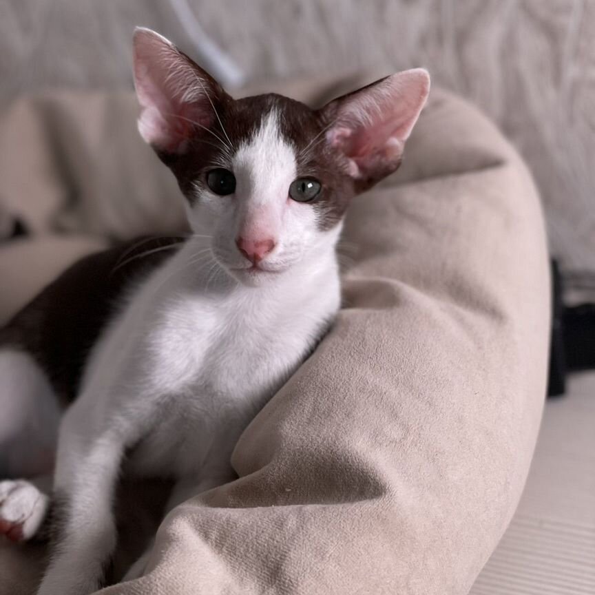 Ориентальные котята