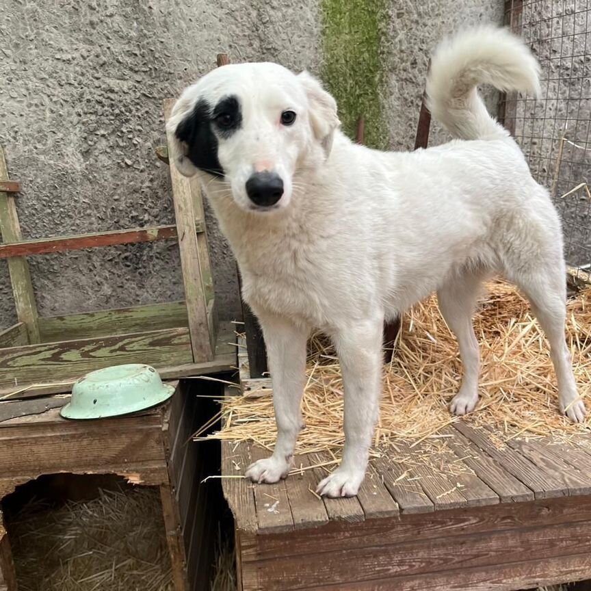 Не большая собака в добрые руки