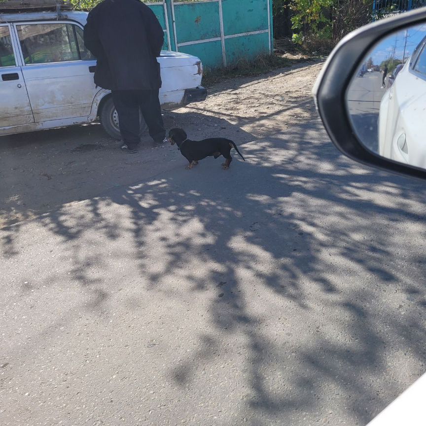 Черная такса мальчик в ошейнике кто потерял