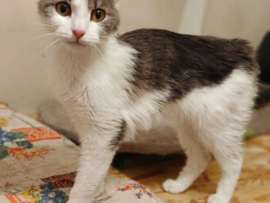 Шёл я лесом, видел чудо