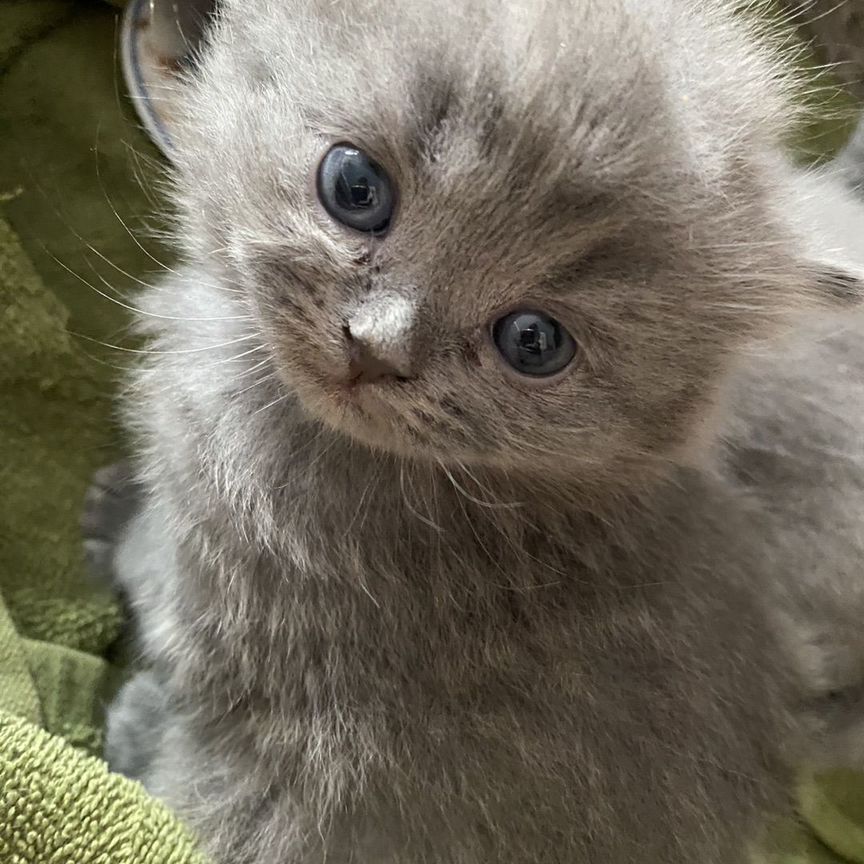 Британский котенок пушистый
