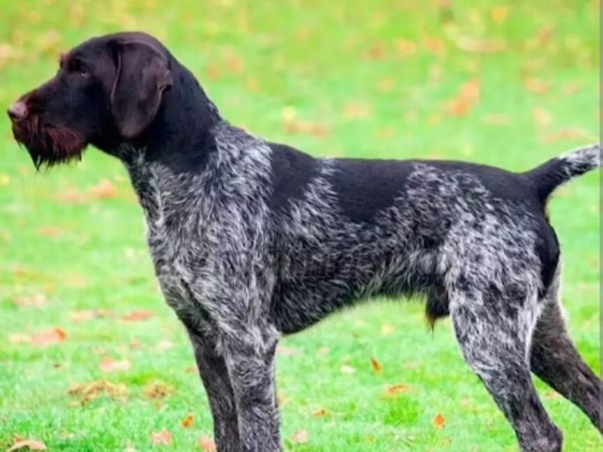 Собака дратхаар