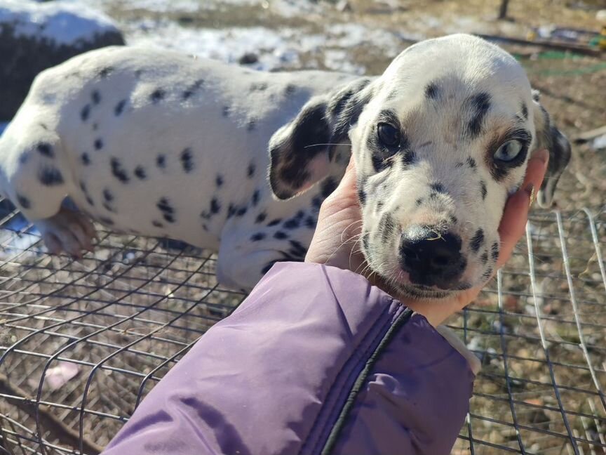 Щенки далматина