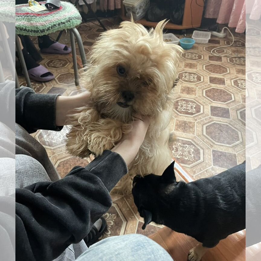 Собачка в добрые руки