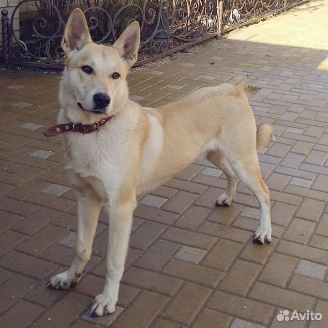 Молодой кобель, фенотип лайки, ищет дом