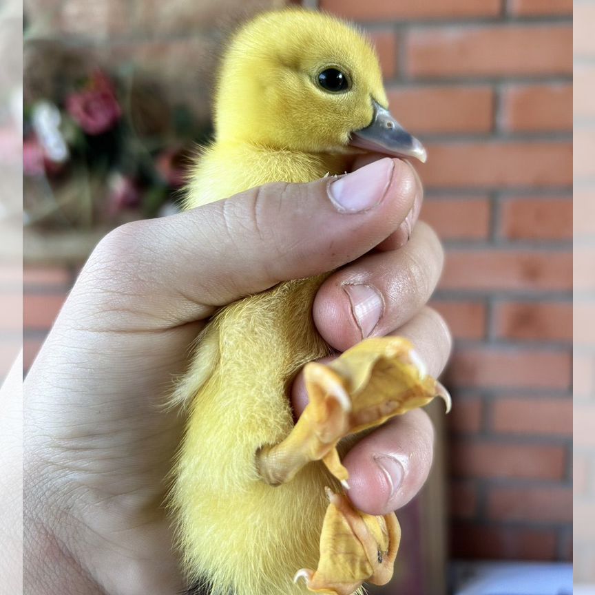 Утята шипуны мясной породы