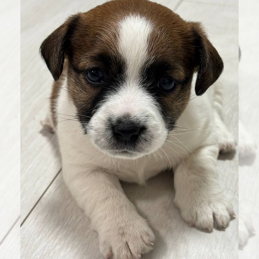 Джек-рассел-терьер, щенок