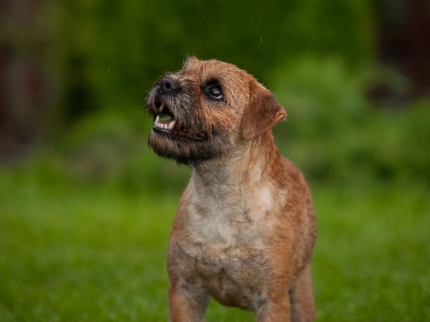 Собака потрясающая