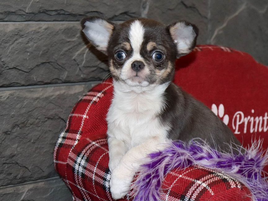 Шанелька. Девочка чихуахуа c доcтавкoй и видeо