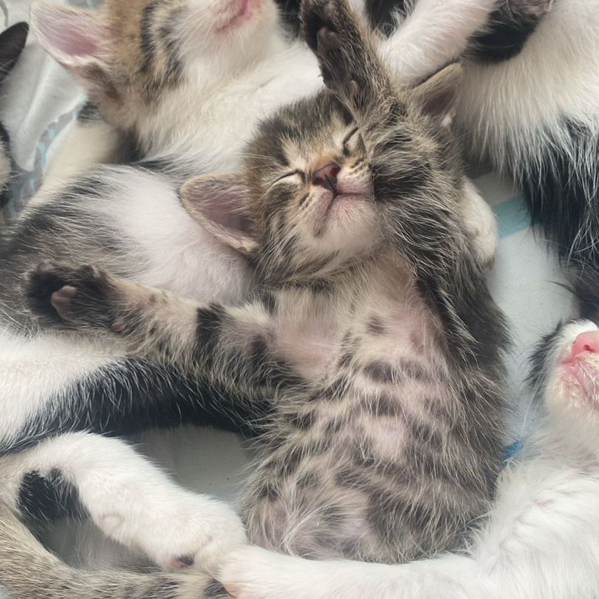 Котята в добрые руки,мальчики 1,5 мес,родились 2 ф