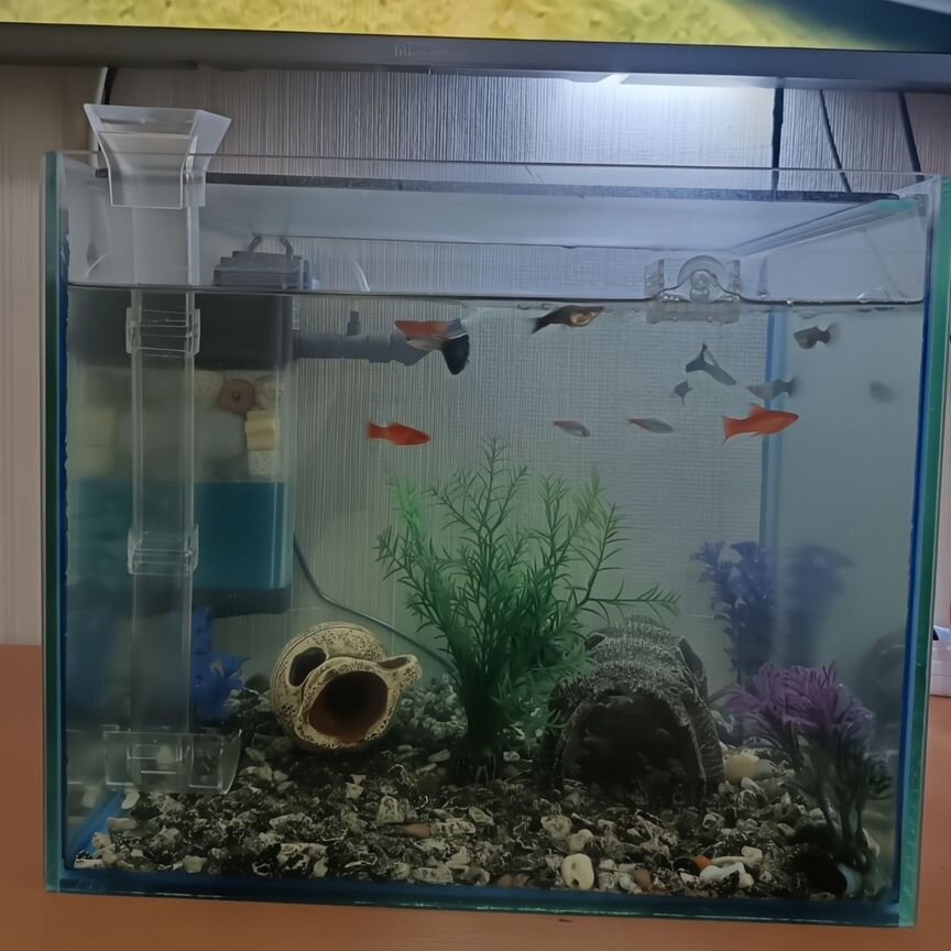 Аквариумные рыбки