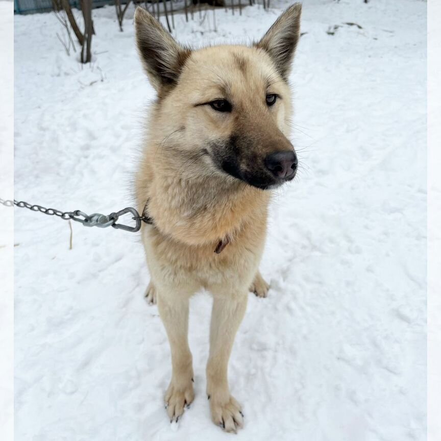 Щенок из приюта