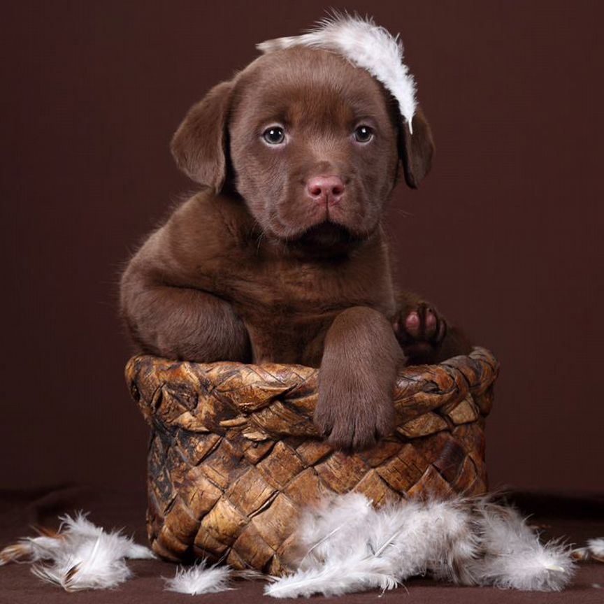 Лабрадор-ретривер, щенок