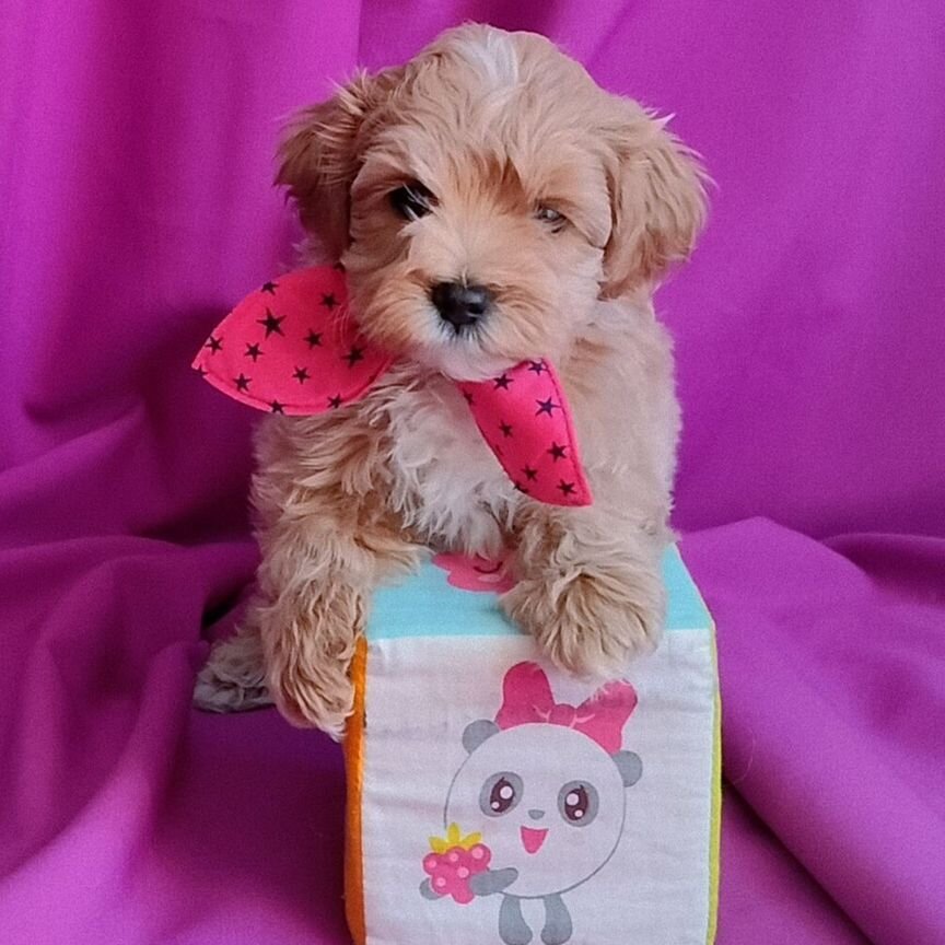 Мальтипу, щенок