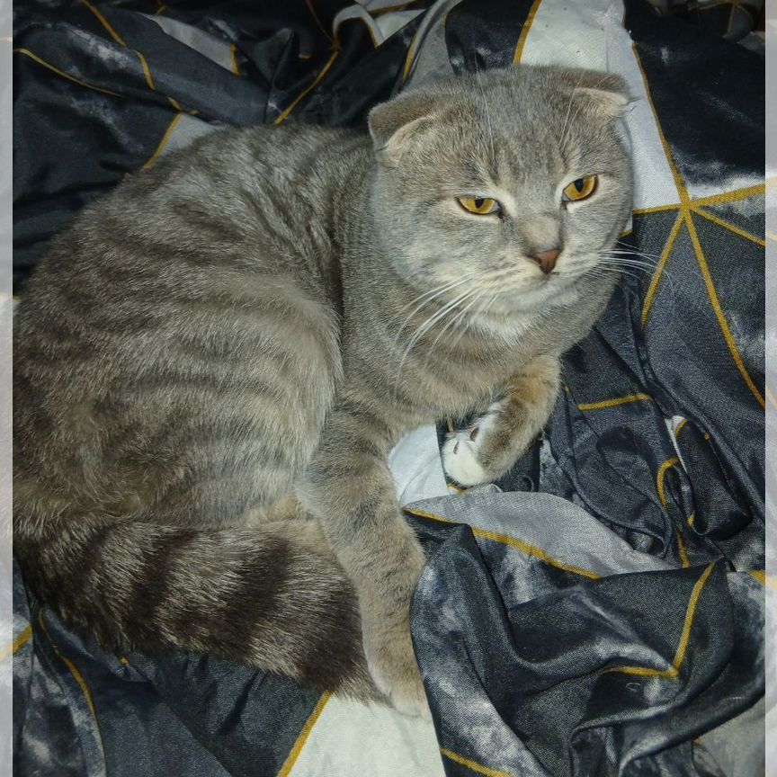 Британский короткошёрстный, взрослый кот