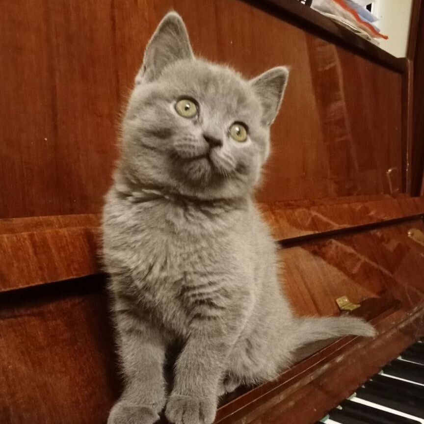 Британский короткошёрстный котёнок