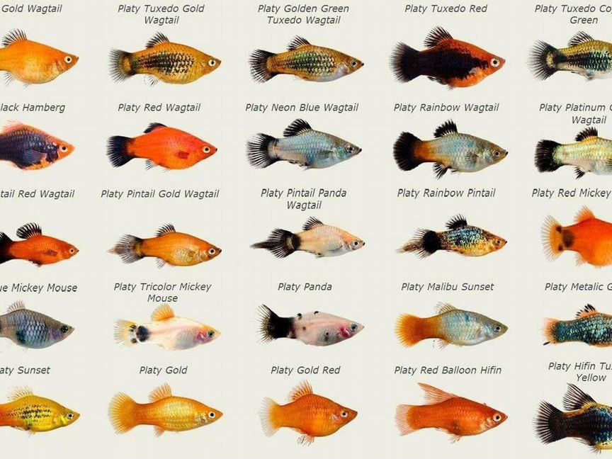 Кто поделится аквариумными рыбками