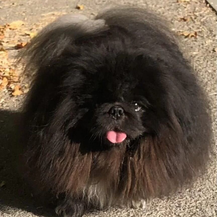 Щенки пекинеса