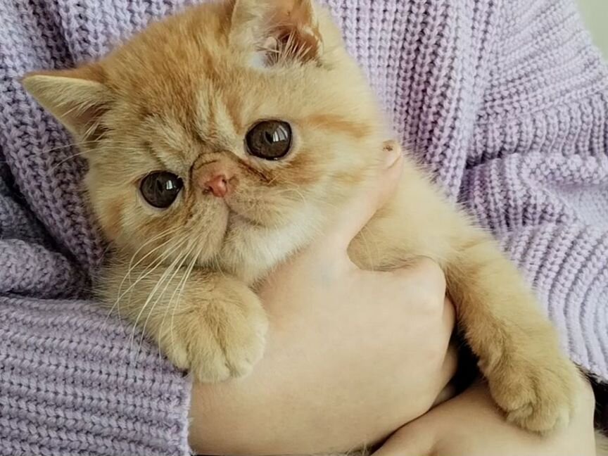 Котята экзоты
