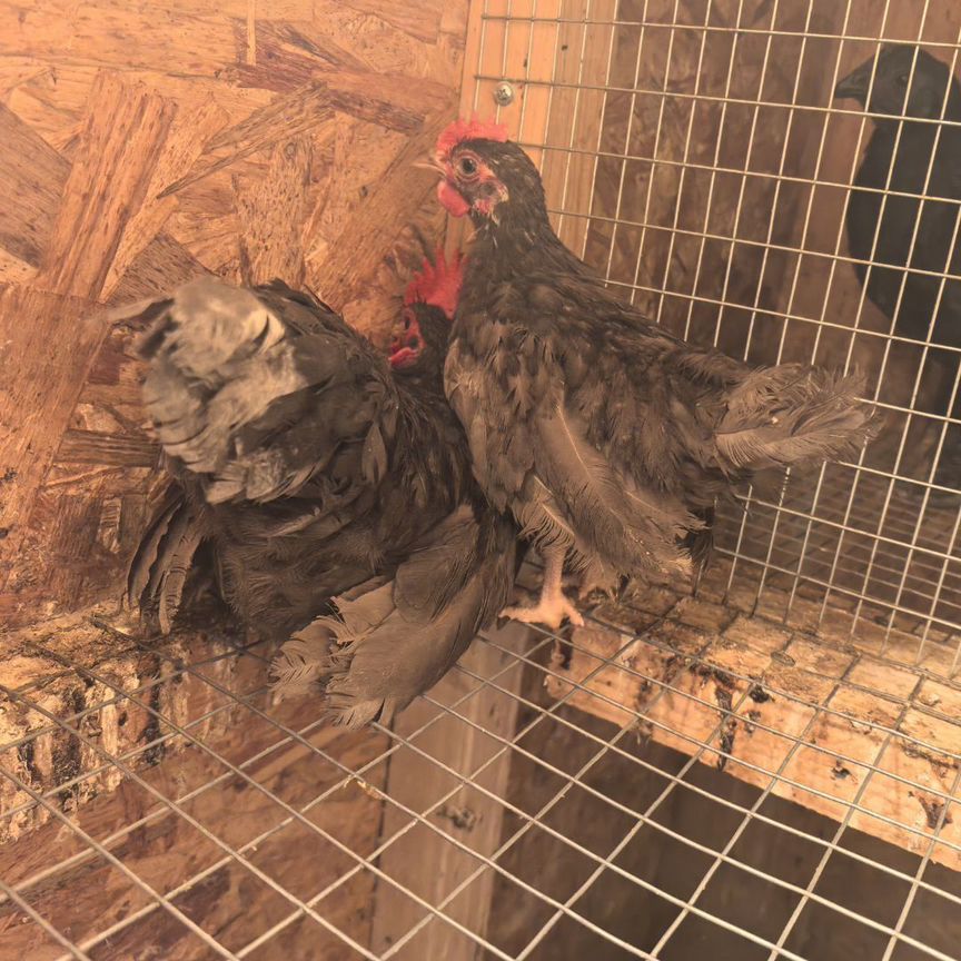 Шабо шоколад петушок и курочка