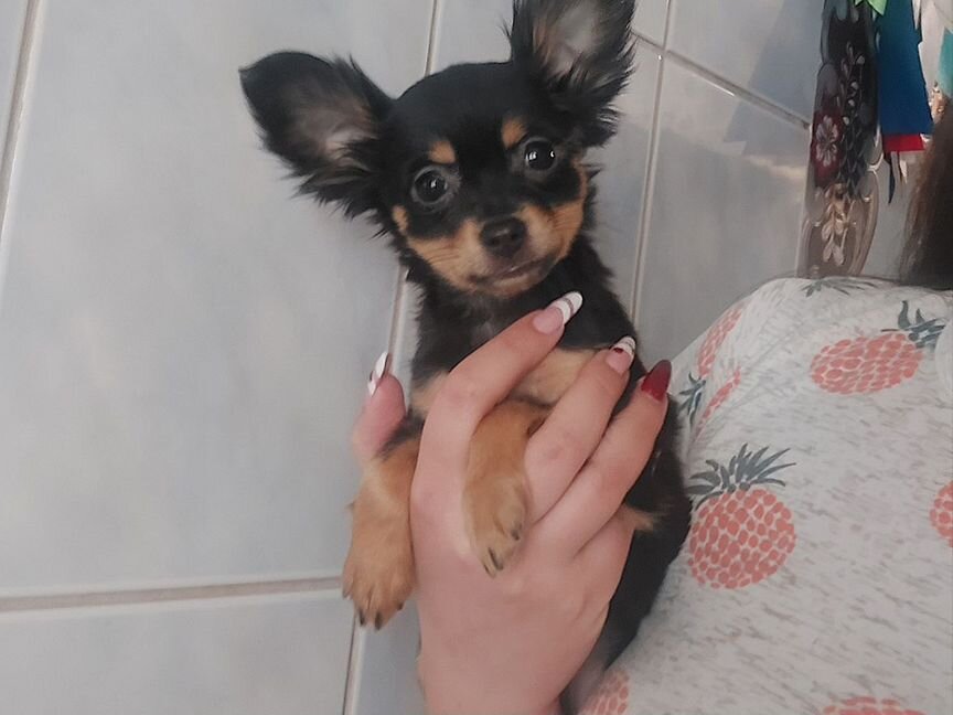 Русский той длинношерстная девочка