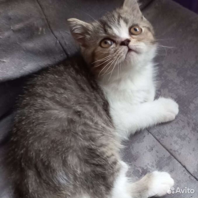 Мальчик экзотический