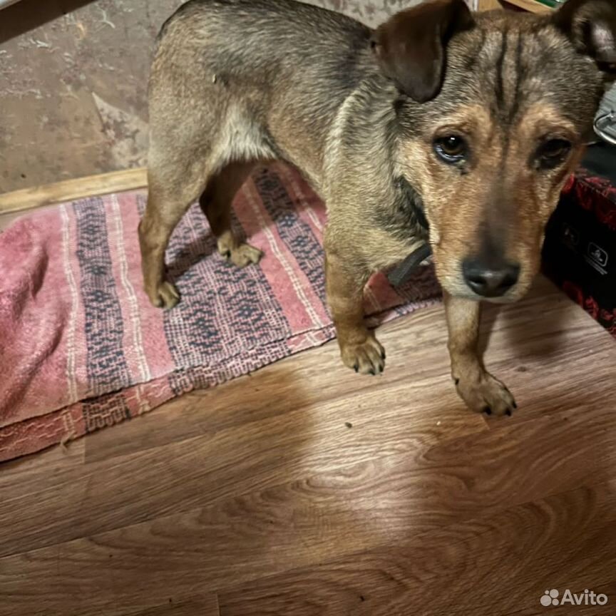 Маленькая собака в добрые руки бесплатно