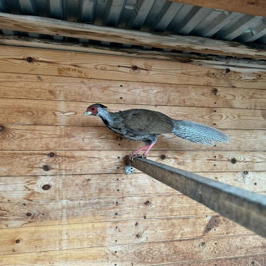 Серебряный фазан