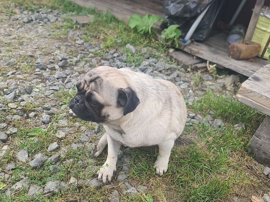 Случка собак мопс