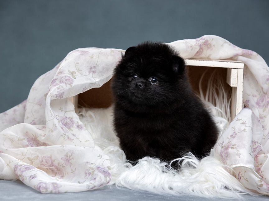 Щенки Померанского шпица