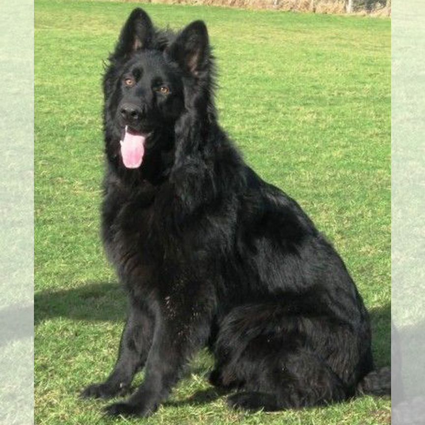 Черная немецкая овчарка