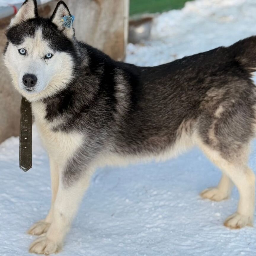 Сибирский хаски, взрослый пёс