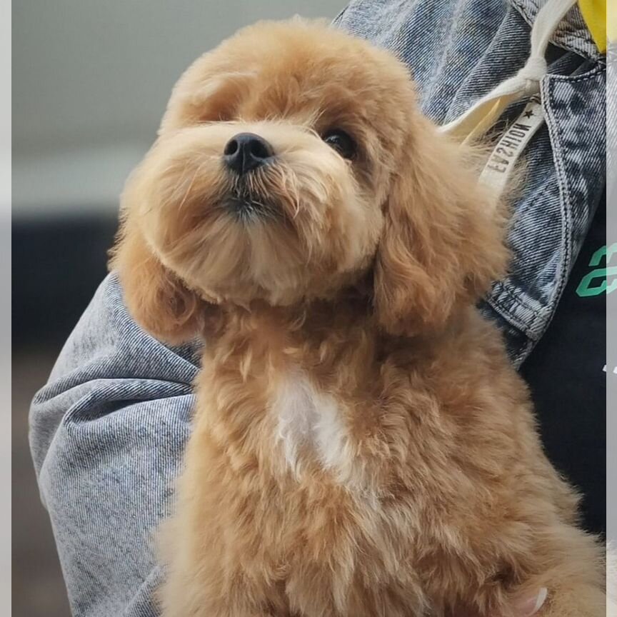 Мальтипу, щенок