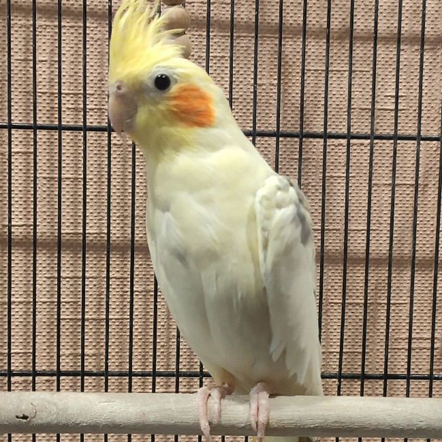 Попугай корелла