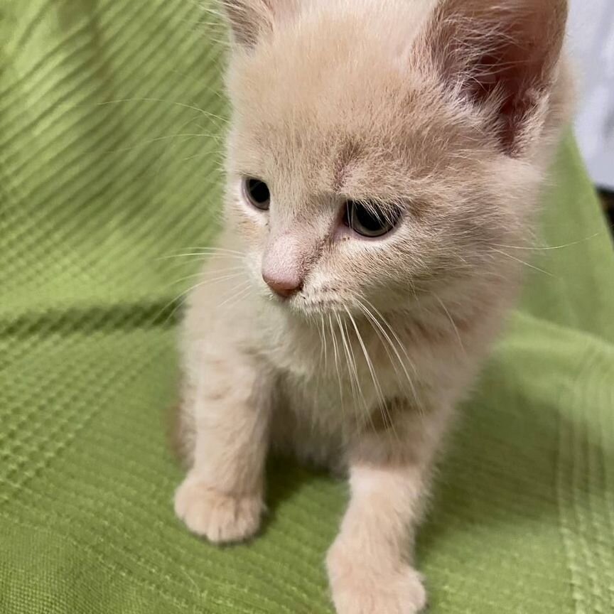 Котята отдам бесплатно