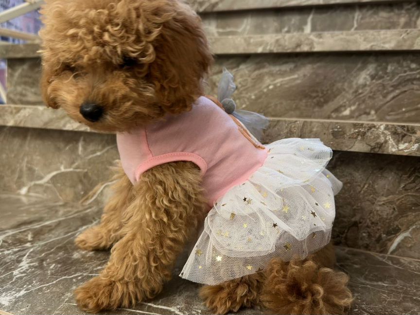 Щенки мальтипу мини