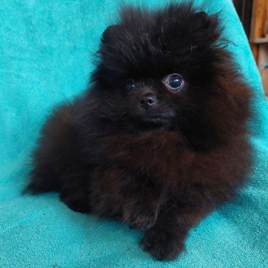 Померанский шпиц, щенок