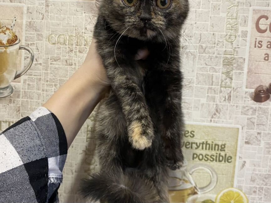 Красивый котенок Совушка