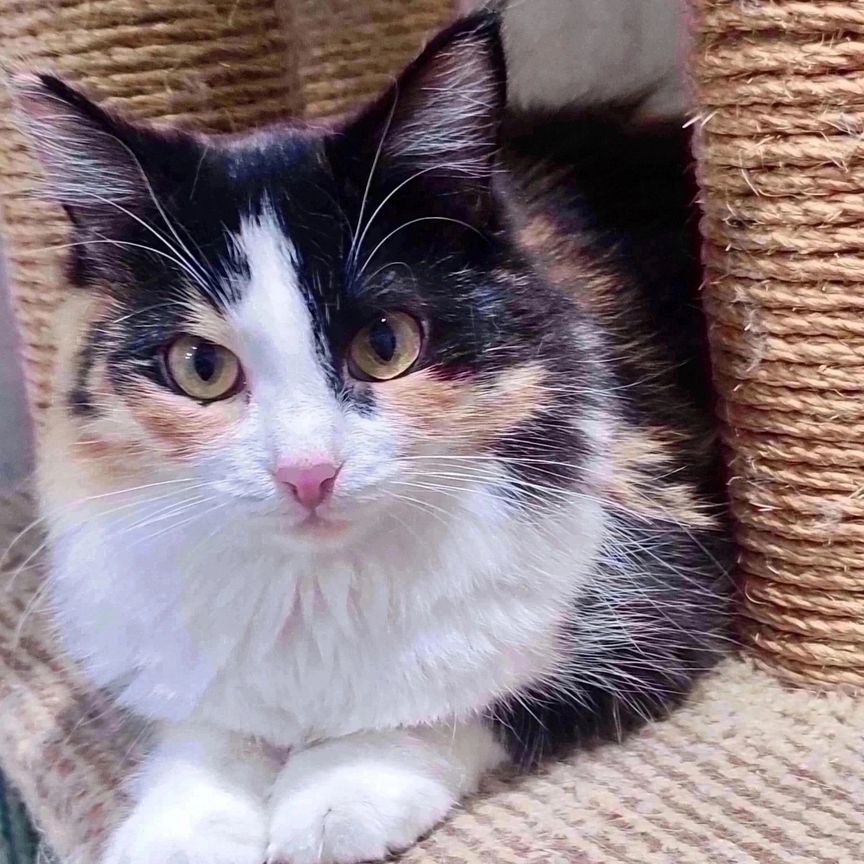 Сибирская, взрослая кошка